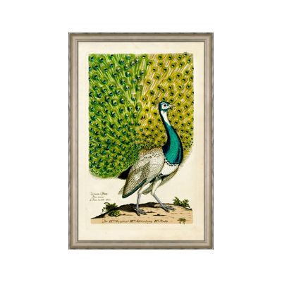 Peacock Ii Wall Art Frontgate