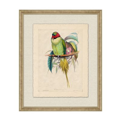 Gould Parrot IV | Frontgate