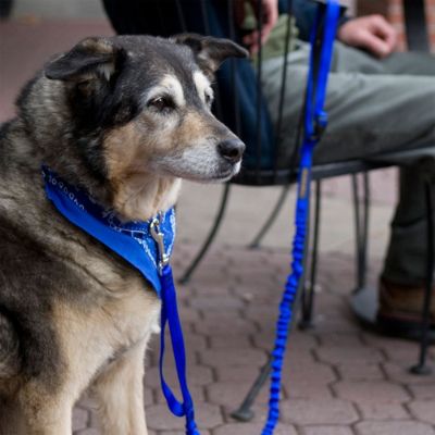 Max Walker Leash | Frontgate