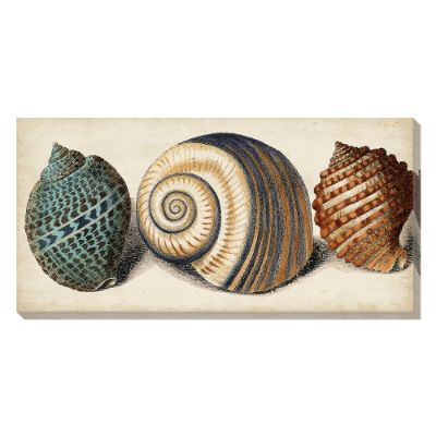 Shore Shells Wall Art I | Frontgate
