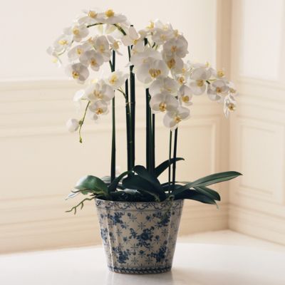 Phalaenopsis Orchid In Ceramic Pot | Frontgate