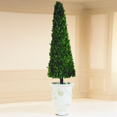 Estate Boxwood Cone Topiary in White Urn | Frontgate