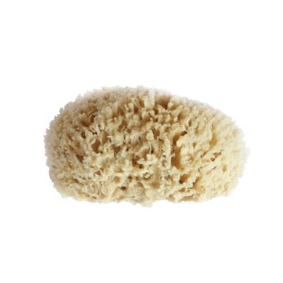 Sea Wool Sponge | Frontgate