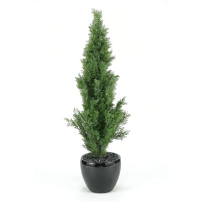 Cedar Tree in Glossy Black Planter | Frontgate