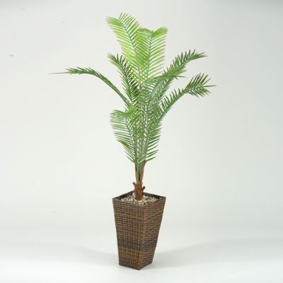 Palm Tree in Square Basket | Frontgate