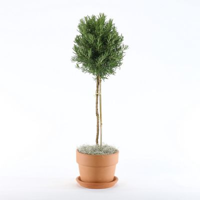 Mini Rosemary Standard Tree | Frontgate