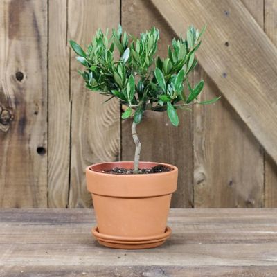 Olive Tree in Terra Cotta Pot | Frontgate