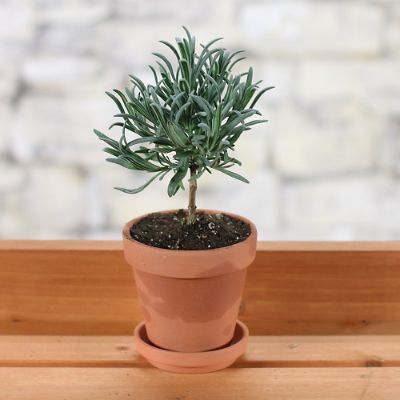 Mini Lavender Tree | Frontgate