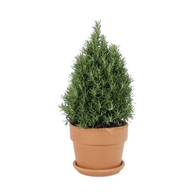 Rosemary Cone in Clay Pot | Frontgate