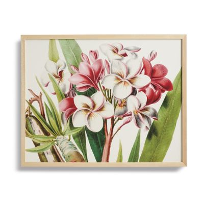 Frangipani Print from the New York Botanical Garden Archives | Frontgate