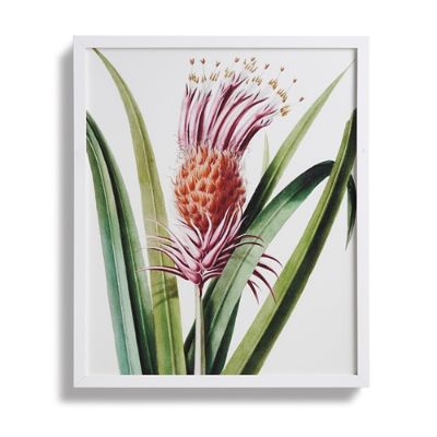 L'ananas Pingouin Print from the New York Botanical Garden Archives ...