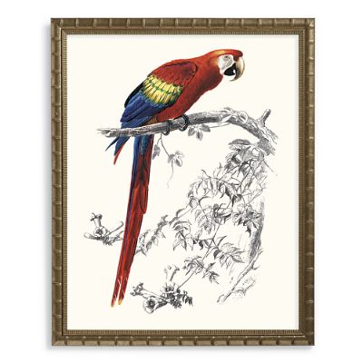Scarlet Macaw Print from the New York Botanical Garden Archives | Frontgate