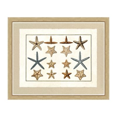 Starfish I Print from the New York Botanical Garden Archives | Frontgate