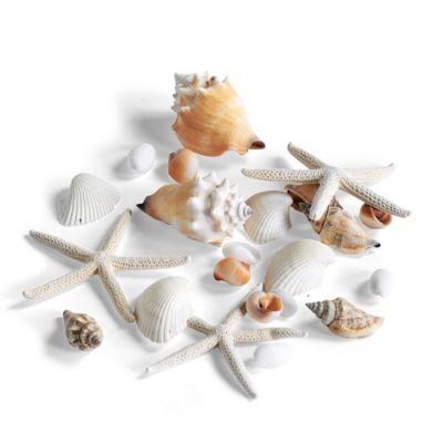Assorted Sea Shells Pack | Frontgate