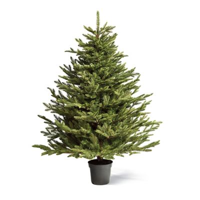 Grand Noble Artificial Tabletop Tree | Frontgate