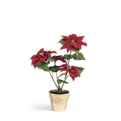 Poinsettia in Pot | Frontgate