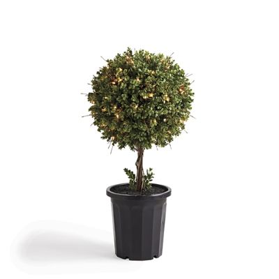 Boxwood Single Ball Topiary | Frontgate