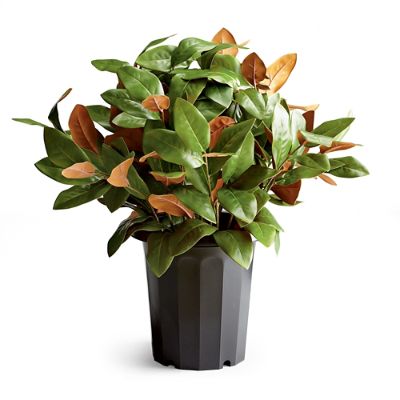 36" Magnolia Leaf Urn Filler | Frontgate