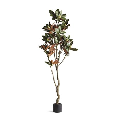 7' Magnolia Tree | Frontgate