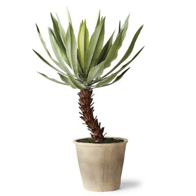 Small Palm Tree | Frontgate