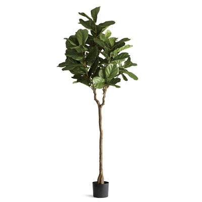 Outdoor Fiddle Leaf 7' Tree | Frontgate
