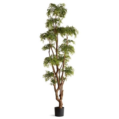 7' Aralia Tree | Frontgate