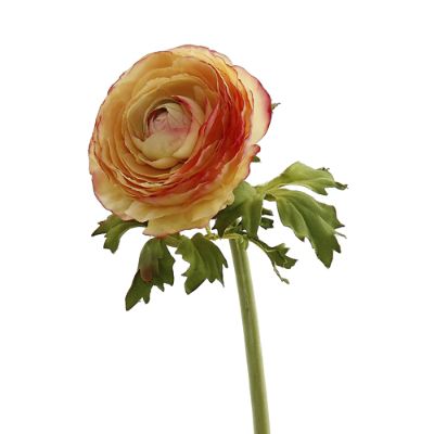 21" Ranunculus Stem | Frontgate