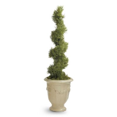Cypress 5' Spiral Topiary | Frontgate