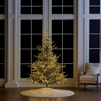 Starry Night Alpine Spruce Tree | Frontgate