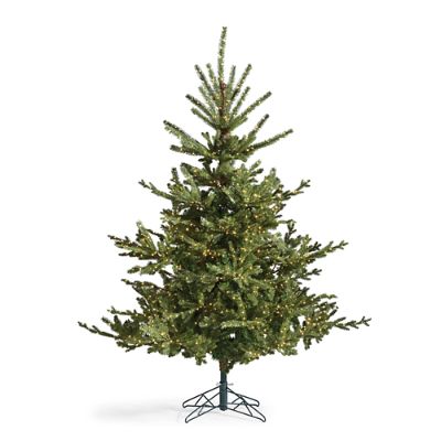 Starry Night Alpine Spruce Tree | Frontgate