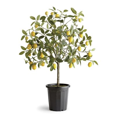50" Potted Lemon Tree | Frontgate