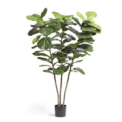 Outdoor 6 ft. Triple-leaf Fiddle Plant | Frontgate