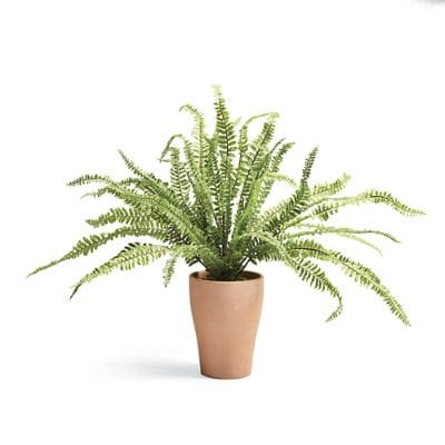 Outdoor Mini Boston Fern | Frontgate