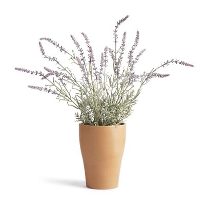 Outdoor Lavender Potted Plant | Frontgate
