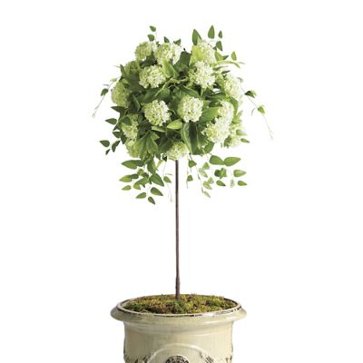 Outdoor White Snowball Hydrangea Potted Plant | Frontgate