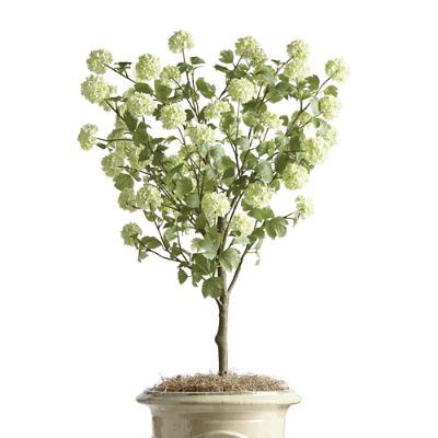 Outdoor Snowball Hydrangea Bush | Frontgate