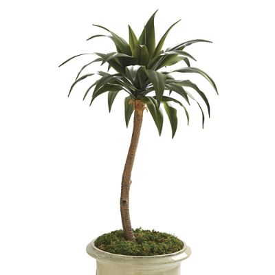 Agave Palm Tree | Frontgate