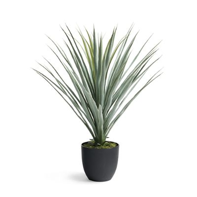 Silver Agave Plant | Frontgate
