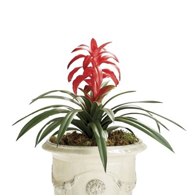 Bromeliad Guzmania Plant with UV-Treated Lifelike Red Bracts & Moss Pot
