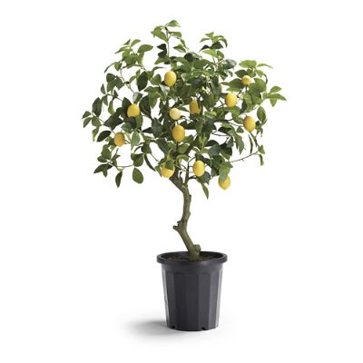 Outdoor Lemon Tree | Frontgate