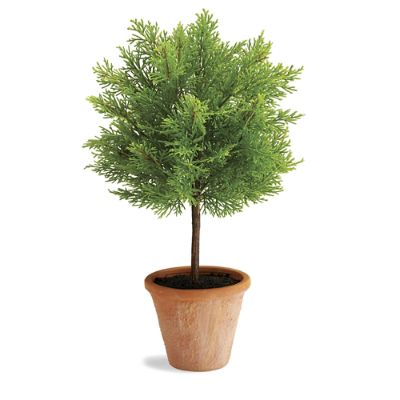 Lemon Cypress Topiary with UV Protection in Terra Cotta Pot