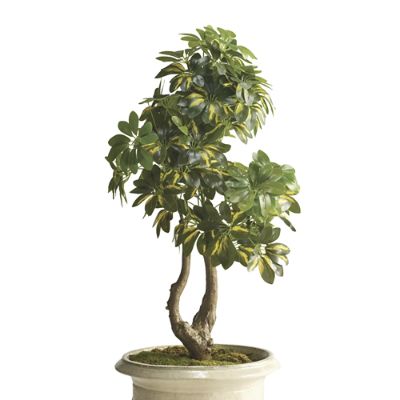 Variegated Schefflera Plant | Frontgate