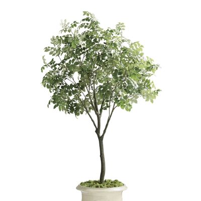 Outdoor Pterocarpus Tree | Frontgate