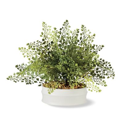 Iron Fan Fern | Frontgate