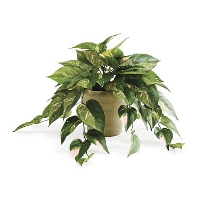 Indoor/Outdoor Golden Pothos Plant with Faux Terra Cotta Pot & UV ...