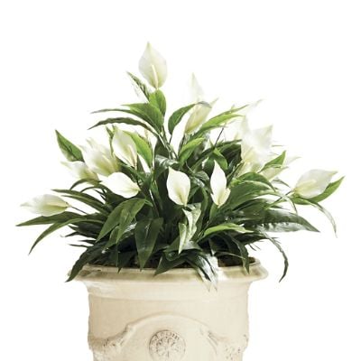 Indoor/Outdoor Peace Lily Plant with Lifelike Foliage & UV Protection