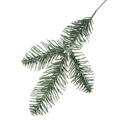 Western Balsam Fir Tree Tip | Frontgate