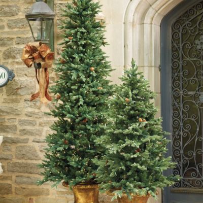 Hyde Park Pathway Trees | Frontgate