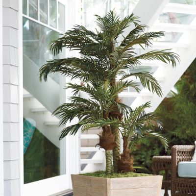 Phoenix Palm Tree | Frontgate