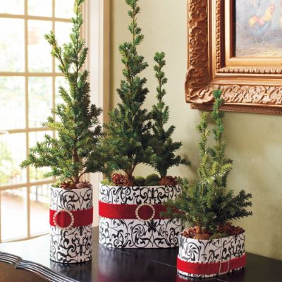 Set of Three Miniature Potted Pine Trees | Frontgate